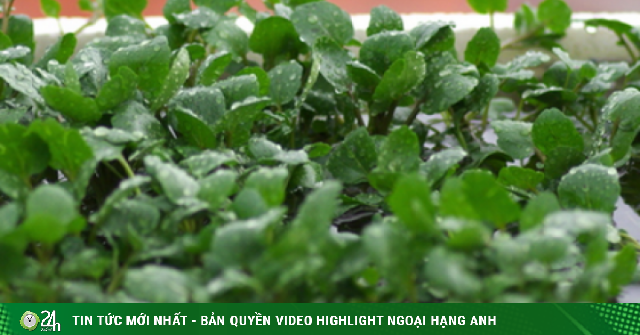 2 loại rau dễ là nơi "tổ ký sinh trùng" ẩn náu, nhất cái số 1 rất quen