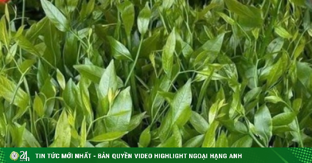 Rau ngót rừng – 'mì chính' của núi rừng, hiếm hàng, giá bán 150.000 ...