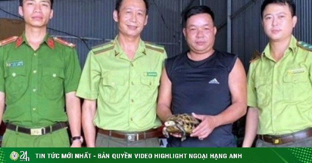 Rùa núi vàng 2kg bò vào vườn nhà dân