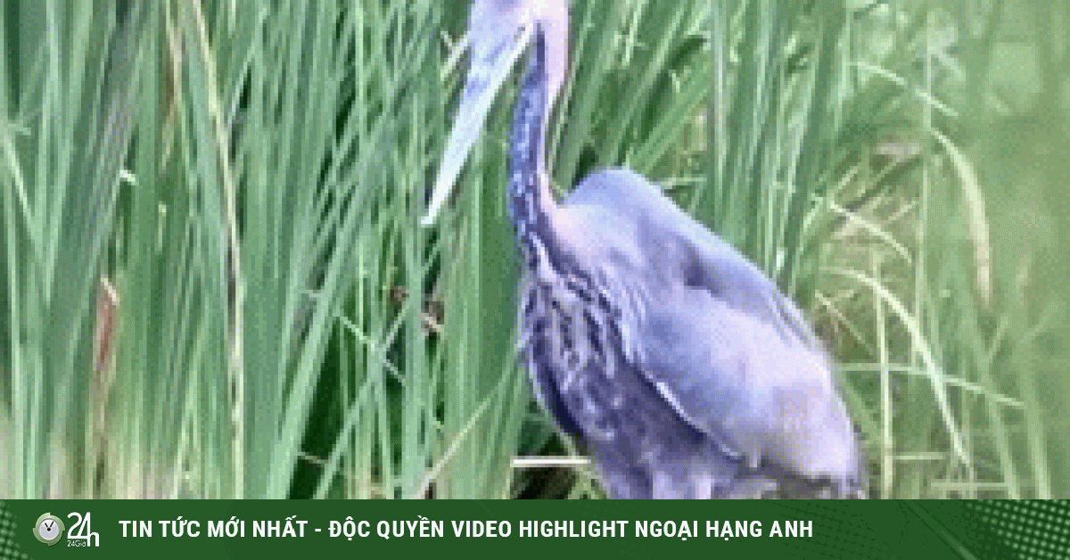 Video: Chỉ dùng chiêu "độc môn", chim diệc bắt sống cá trê khủng trong ...