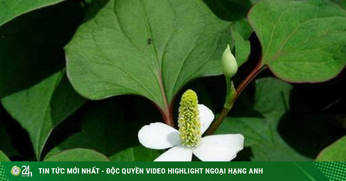 Loại rau "tanh ngòm" ngày trước chỉ để cho lợn ăn không ngờ là bài ...