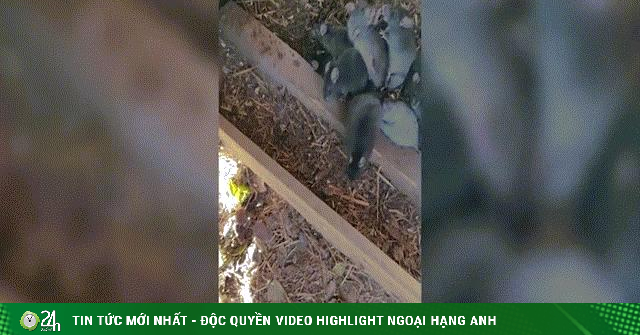 Video: "Vua chuột" xuất hiện, dân quốc gia Bắc Âu lo "điềm báo" tai họa