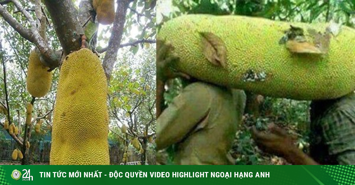 Kỳ lạ giống mít quả dài cả mét như đột biến, 2 người mới khiêng nổi