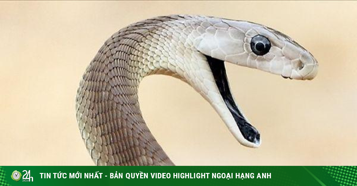 Đi lấy củi, 3 người trong gia đình bị rắn mamba đen cắn tử vong