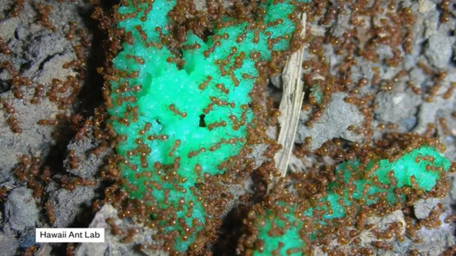 Hawaii đối mặt với cuộc ‘xâm lược’ kinh hoàng của loài kiến lửa