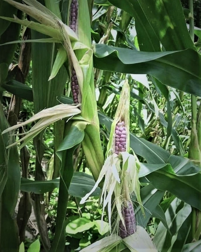 Ngô tím lạ mắt thu hút nhiều chị tìm mua dù giá cao hơn bình thường