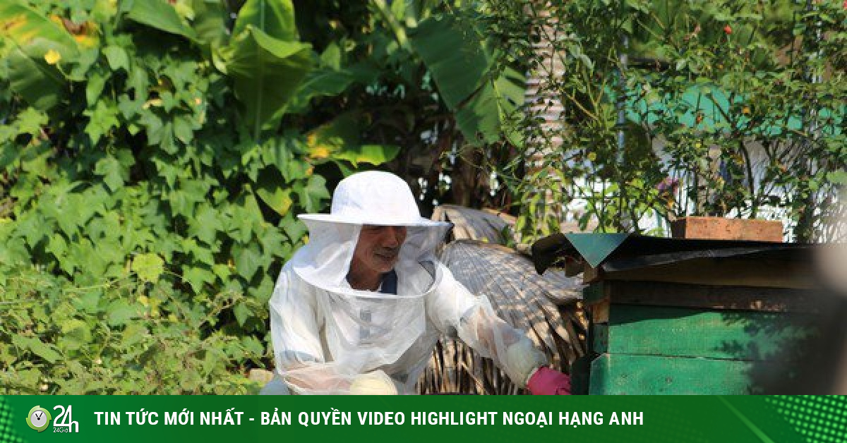 Nuôi ong lấy mật giúp nông dân miền núi thoát nghèo