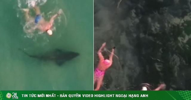 "Đứng tim" với clip bơi cùng cá mập, bạn có muốn thử?