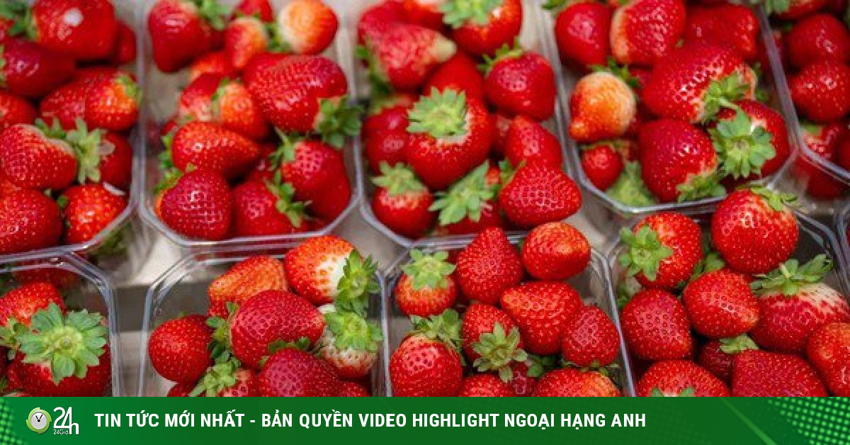 Giảm chứng mất trí nhớ và trầm cảm bằng… dâu tây