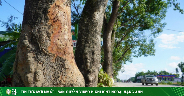Hàng cây xà cừ cổ thụ bị đóng đinh, đẽo vỏ