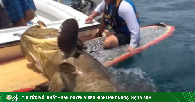 Ngư dân câu được con cá mú khổng lồ nặng 180kg trên biển