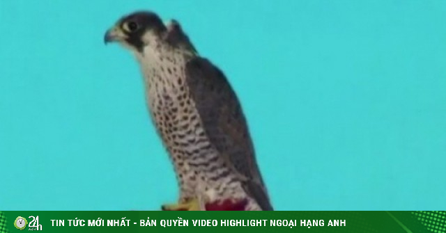 Con chim 2,7 tỷ khiến đại gia quyết xuống tiền mua