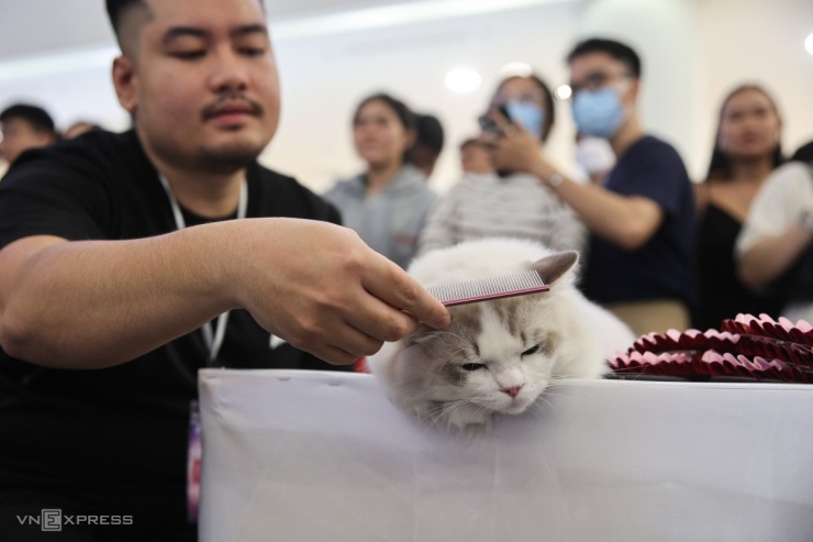 Thi 'hoa hậu mèo' Đông Nam Á ở TP HCM