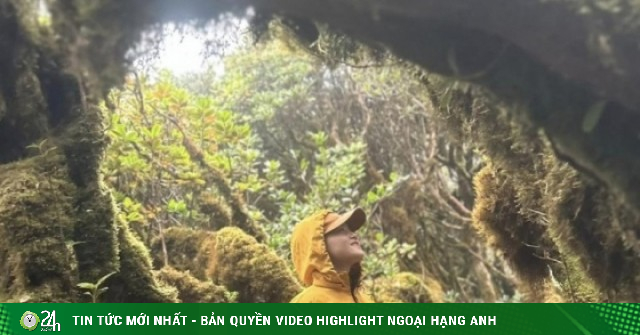 Tất tật kinh nghiệm đi rừng rêu Tà Xùa tựa cổ tích