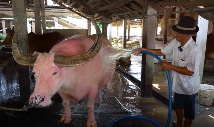 Chú trâu sở hữu "body hường phấn”, trả 20 tỷ chủ cũng không bán