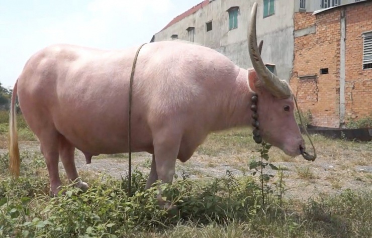 Chú trâu sở hữu "body hường phấn”, trả 20 tỷ chủ cũng không bán