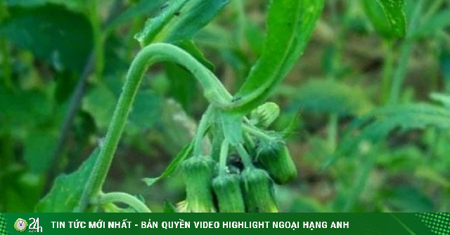 Top 4 cây thuốc có tên lạ lùng từ 'bổ béo' tới 'chút chít'