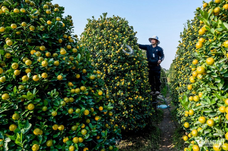 Giá quất Tết tăng, chủ vựa quất cảnh lớn nhất Nam Định thu tiền tỷ