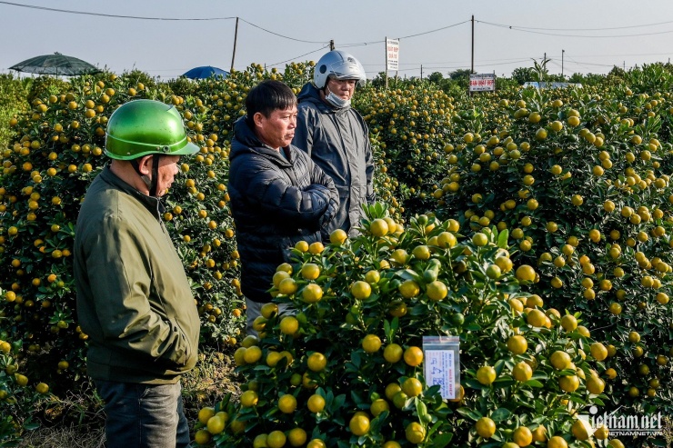 Giá quất Tết tăng, chủ vựa quất cảnh lớn nhất Nam Định thu tiền tỷ