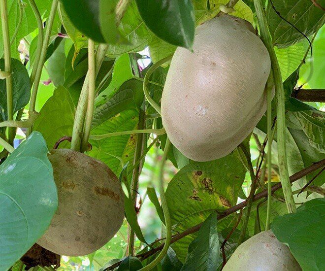 Đặc sản có tên "ngượng đỏ mặt", xưa leo bờ rào nay thành món khoái khẩu ...